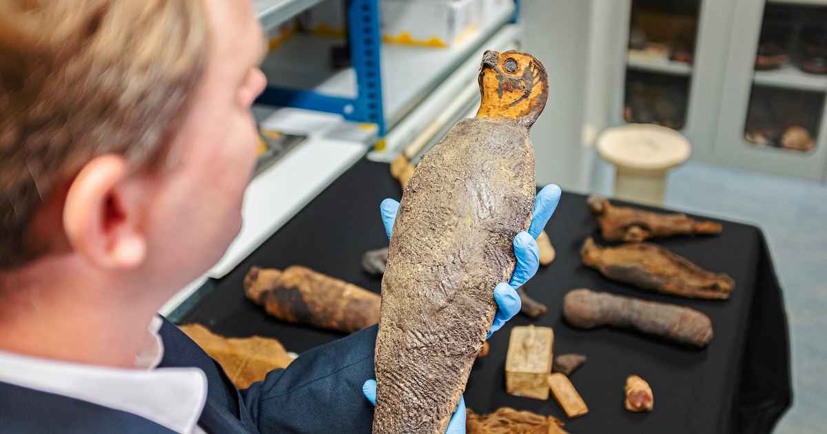 De dierenmummies van het Allard Pierson - Amsterdams Universiteitsfonds